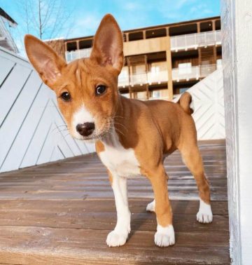 15 Photos Of Basenji Puppies That Make Everyone Fall In Love ...