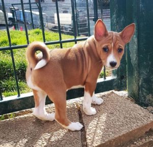15 Photos Of Basenji Puppies That Make Everyone Fall In Love ...