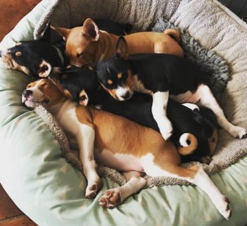 15 Photos Of Basenji Puppies That Make Everyone Fall In Love ...