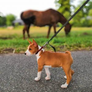 15 Photos Of Basenji Puppies That Make Everyone Fall In Love ...