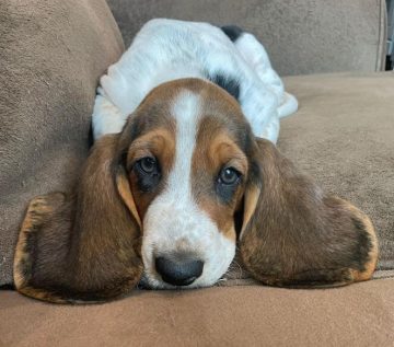 15 Photos Of Basset Hound Puppies That Make Everyone Fall In Love ...