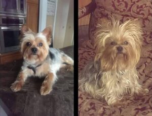 15 Funny Pictures Of Yorkies Before And After Haircut - ilovedogscute.com