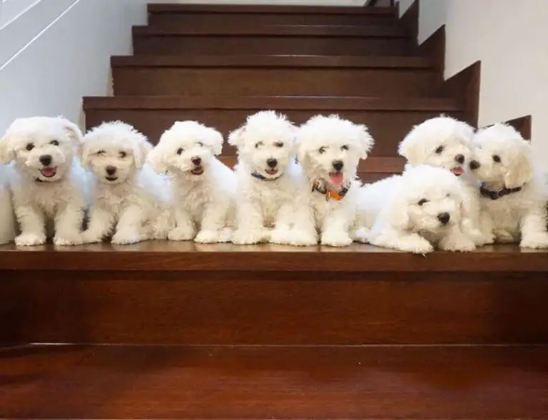 15 Adorable Photos Of Bichon Frise Puppies With Pure Beauty ...