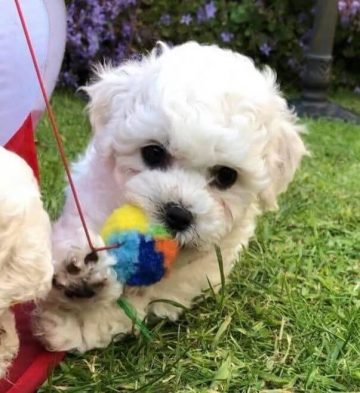 15 Adorable Photos Of Bichon Frise Puppies With Pure Beauty ...
