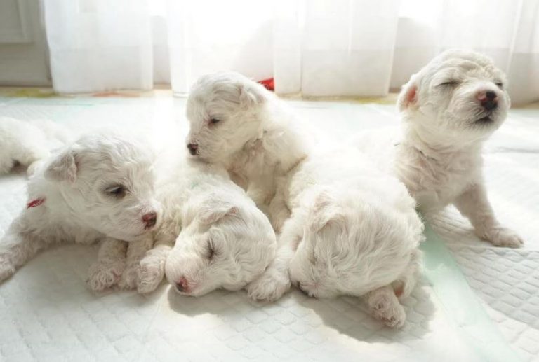 15 Adorable Photos Of Bichon Frise Puppies With Pure Beauty ...