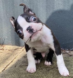 15 Photos Of Boston Terrier Puppies That Make Everyone Fall In Love ...