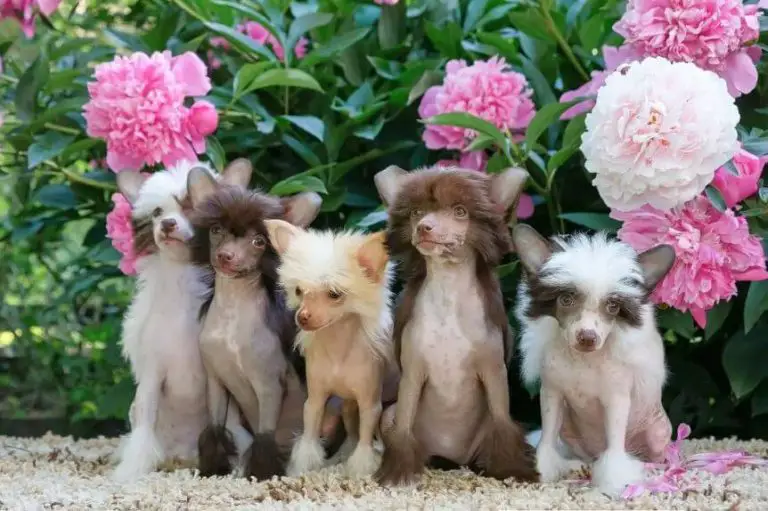 15 Adorable Photos Of Chinese Crested Puppies With Pure Beauty ...