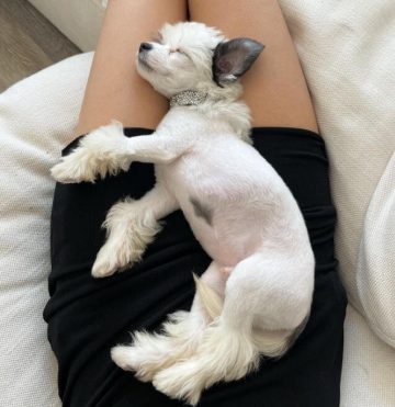 15 Adorable Photos Of Chinese Crested Puppies With Pure Beauty ...