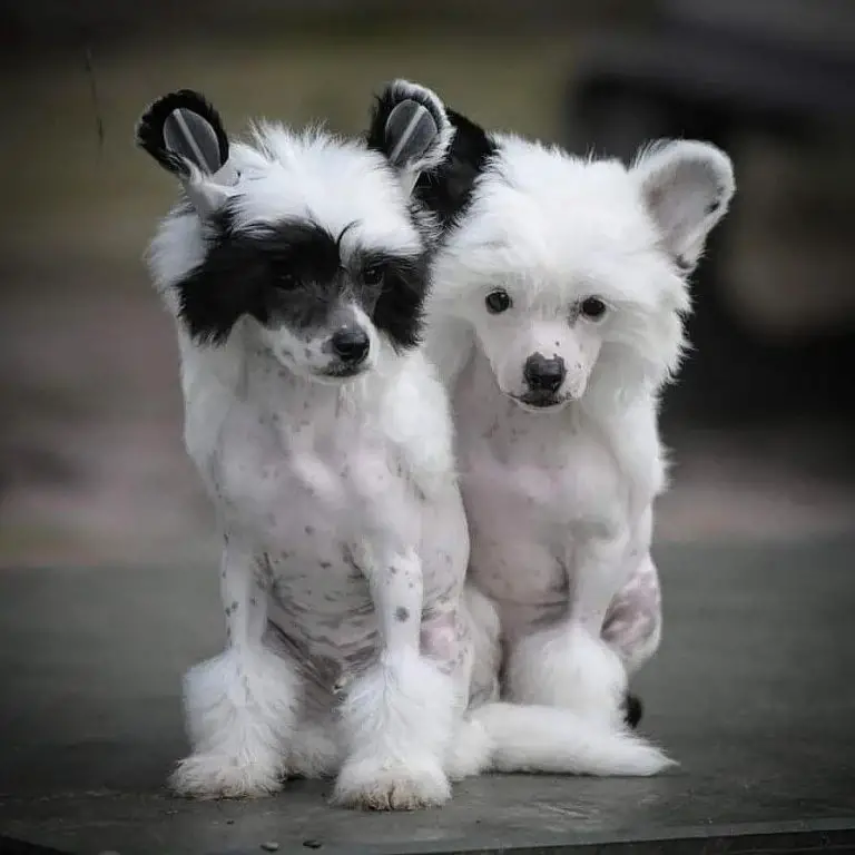 15 Adorable Photos Of Chinese Crested Puppies With Pure Beauty ...