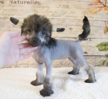 15 Adorable Photos Of Chinese Crested Puppies With Pure Beauty ...