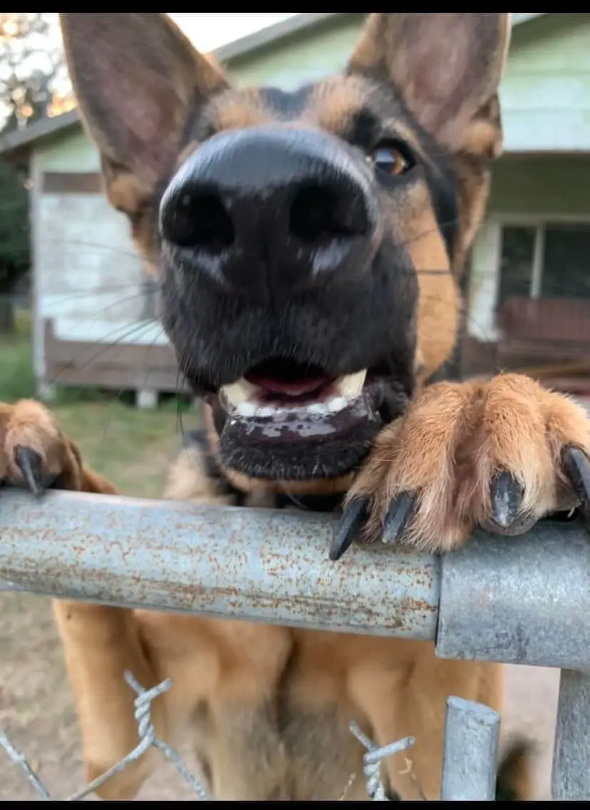15 Funny Pictures Of German Shepherds In The Close Up Challenge ...