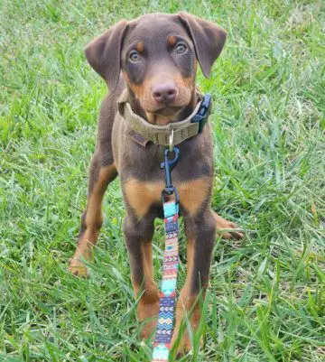 15 Photos Of Doberman Pinscher Puppies That Make Everyone's Heart Melt ...