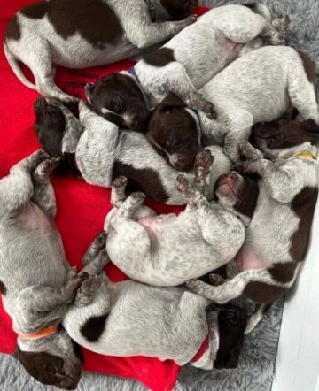 15 Adorable Photos Of German Shorthaired Pointer Puppies With Sweet ...