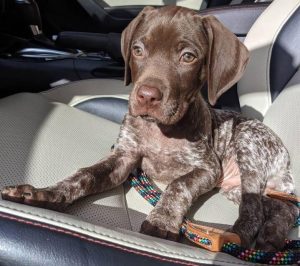 15 Adorable Photos Of German Shorthaired Pointer Puppies With Sweet ...