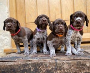 15 Adorable Photos Of German Shorthaired Pointer Puppies With Sweet ...