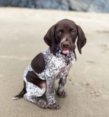 15 Adorable Photos Of German Shorthaired Pointer Puppies With Sweet ...