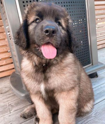 15 Photos Of Leonberger Puppies That Make Everyone's Heart Melt ...
