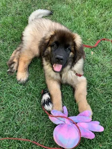 15 Photos Of Leonberger Puppies That Make Everyone's Heart Melt ...