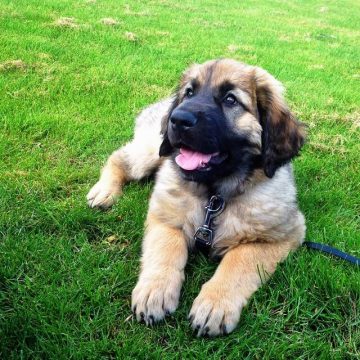 15 Photos Of Leonberger Puppies That Make Everyone's Heart Melt ...