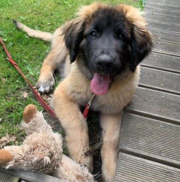 15 Photos Of Leonberger Puppies That Make Everyone's Heart Melt ...