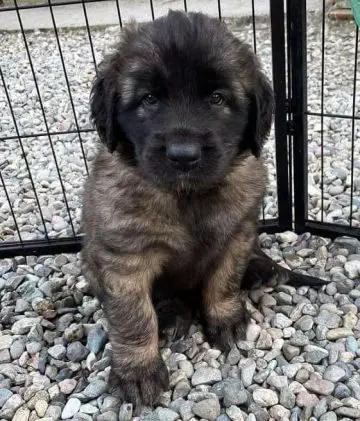 15 Photos Of Leonberger Puppies That Make Everyone's Heart Melt ...