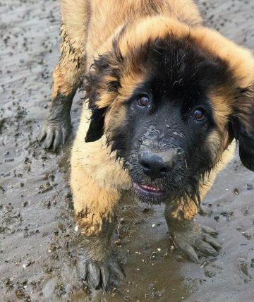 15 Photos Of Leonberger Puppies That Make Everyone's Heart Melt ...