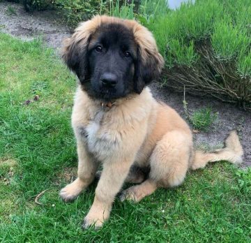 15 Photos Of Leonberger Puppies That Make Everyone's Heart Melt ...