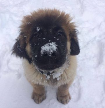 15 Photos Of Leonberger Puppies That Make Everyone's Heart Melt ...