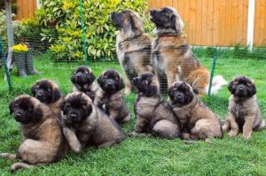 15 Photos Of Leonberger Puppies That Make Everyone's Heart Melt - ilovedogscute.com