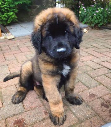 15 Photos Of Leonberger Puppies That Make Everyone's Heart Melt ...