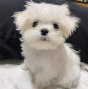 15 Adorable Photos Of Maltese Puppies With Pure Beauty - ilovedogscute.com
