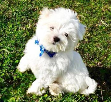 15 Adorable Photos Of Maltese Puppies With Pure Beauty - ilovedogscute.com