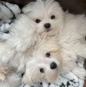 15 Adorable Photos Of Maltese Puppies With Pure Beauty - ilovedogscute.com