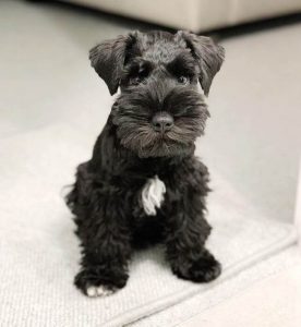 15 Adorable Photos Of Miniature Schnauzer Puppies With Pure Beauty ...
