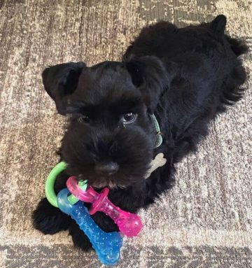 15 Adorable Photos Of Miniature Schnauzer Puppies With Pure Beauty ...