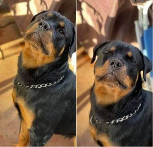 15 Adorable Pictures Of Beautiful Dogs In The Model Challenge ...