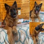 15 Adorable Pictures Of Beautiful Dogs In The Model Challenge ...