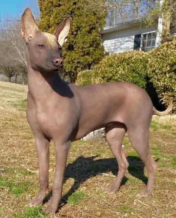 15 Adorable Pictures Of Beautiful Dogs In The Model Challenge ...