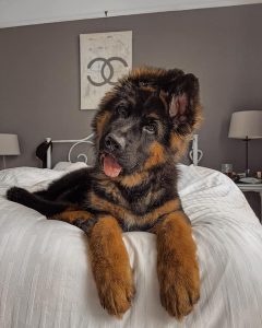 15 Adorable Pictures Of Beautiful Dogs In The Model Challenge ...