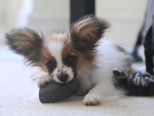 15 Photos Of Papillon Puppies That Make Everyone's Heart Melt ...