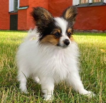 15 Photos Of Papillon Puppies That Make Everyone's Heart Melt ...