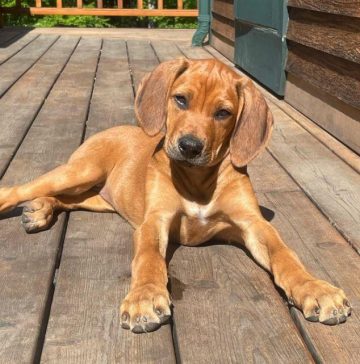 15 Photos Of Rhodesian Ridgeback Puppies That Make Everyone Fall In ...