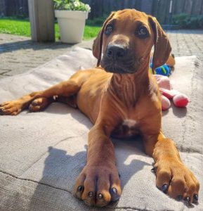 15 Photos Of Rhodesian Ridgeback Puppies That Make Everyone Fall In ...