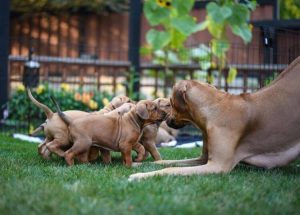 15 Photos Of Rhodesian Ridgeback Puppies That Make Everyone Fall In ...