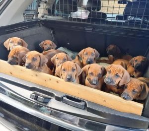 15 Photos Of Rhodesian Ridgeback Puppies That Make Everyone Fall In ...