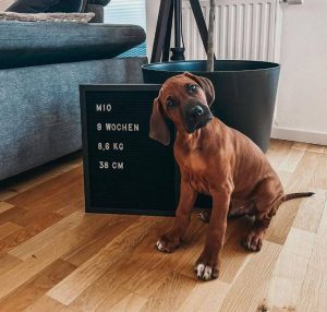 15 Photos Of Rhodesian Ridgeback Puppies That Make Everyone Fall In ...