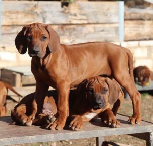 15 Photos Of Rhodesian Ridgeback Puppies That Make Everyone Fall In ...
