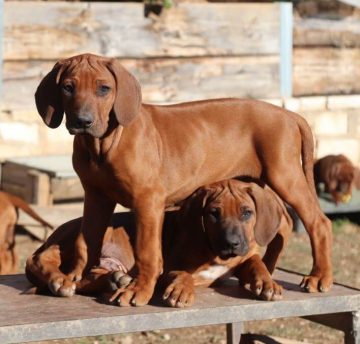 15 Photos Of Rhodesian Ridgeback Puppies That Make Everyone Fall In ...
