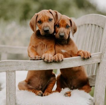 15 Photos Of Rhodesian Ridgeback Puppies That Make Everyone Fall In ...