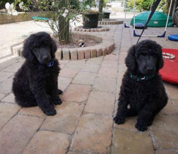 15 Photos Of Standard Poodle Puppies That Make Everyone Fall In Love ...